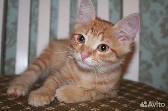 Отдам в добрые руки