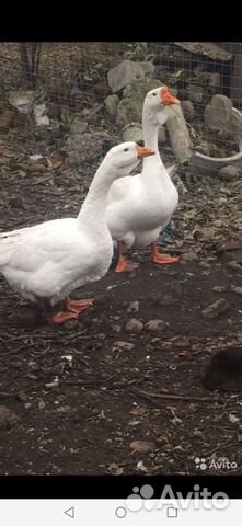 Утки гуси, индейка