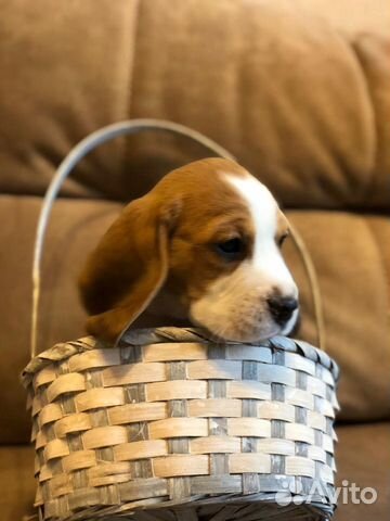 Щенки бигль