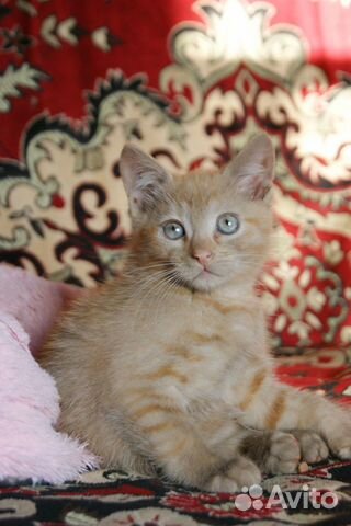 Котенок мальчик