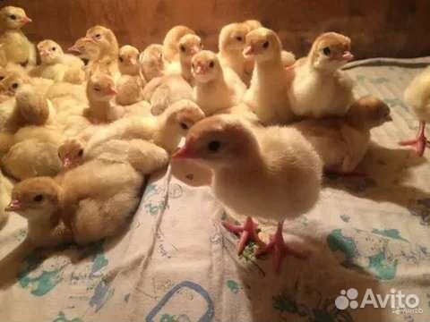 Индюшата домашние "Виктория"