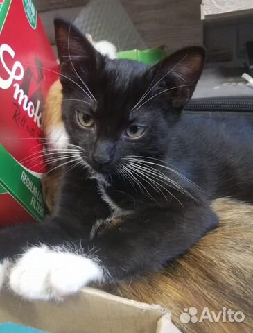 Котёнок Маркус 2 месяца