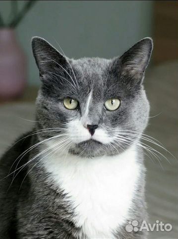 Кот Ганс ищет дом