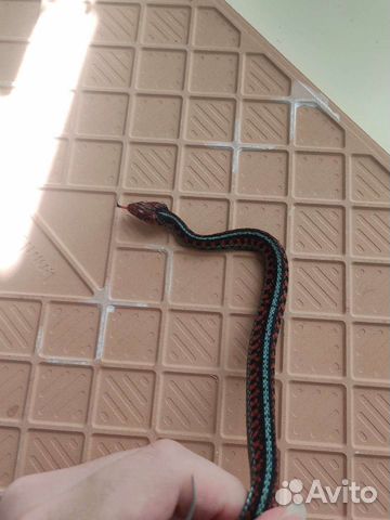 Подвязочные ужи Thamnophis sirtalis infernalis