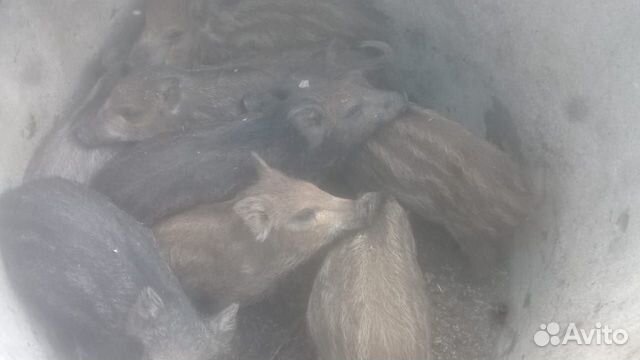 Поросята дикий кабан