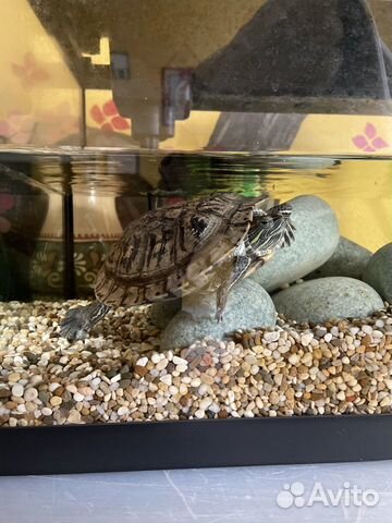 Красноухая черепаха с аквариумом бесплатно