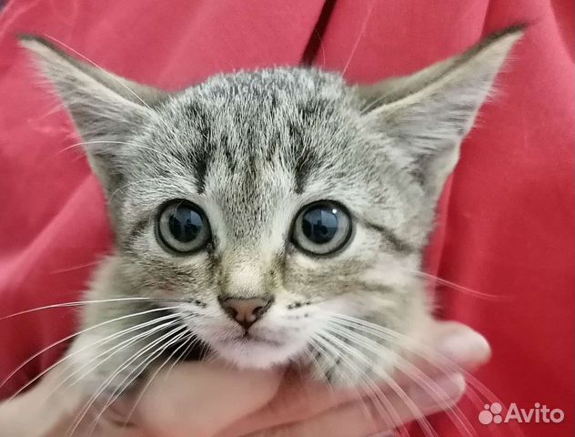 Котенок-домовенок Нафаня в добрые руки