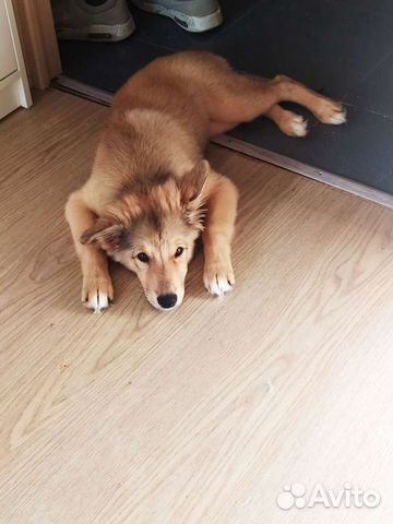 Очаровашка в добрые руки