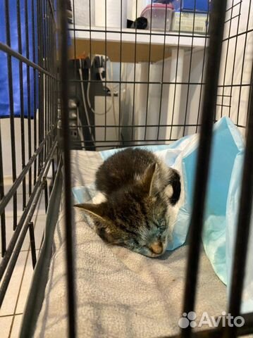 SOS Ищет дом ослепший котёнок