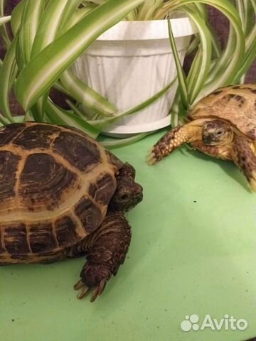 Черепаха сухопутная пара