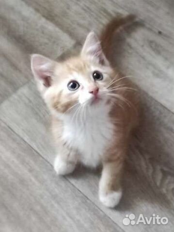 Отдадим очаровательного рыжего котенка в хорошие р