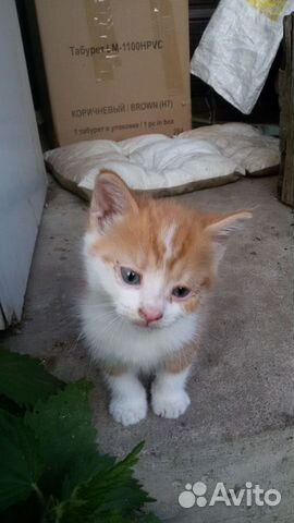 Рыженький котенок Лучик