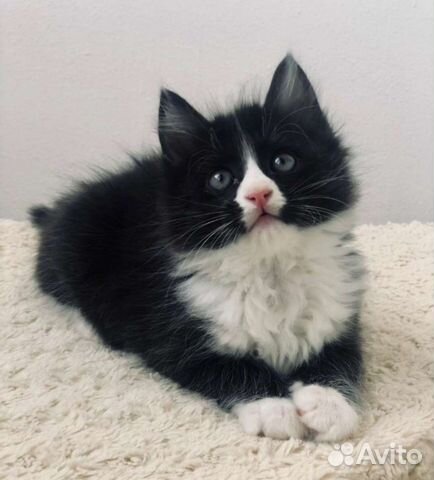 Котята, котёнок малыш 2 мес в добрые руки