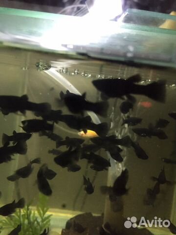 Моллинезия чёрная