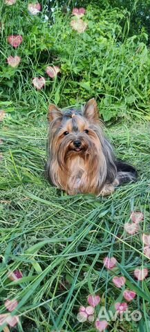 Шикарные щенки мини йорка