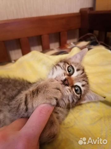 Отдам котенка-мальчишку в добрые руки