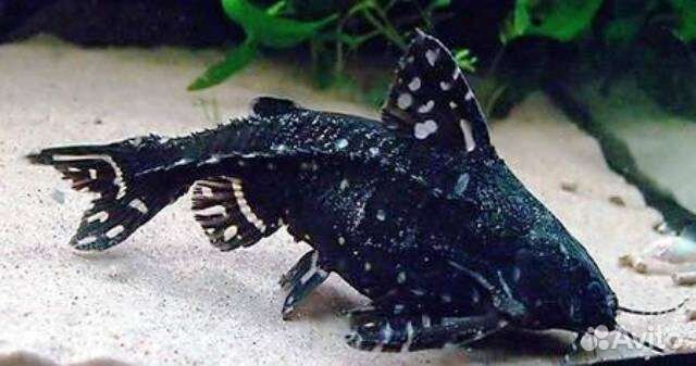 Агамикс звезчатый