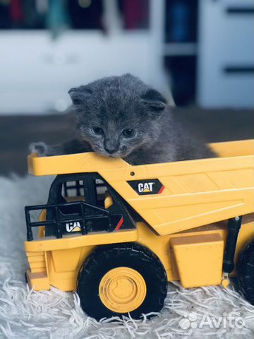 Британские котята