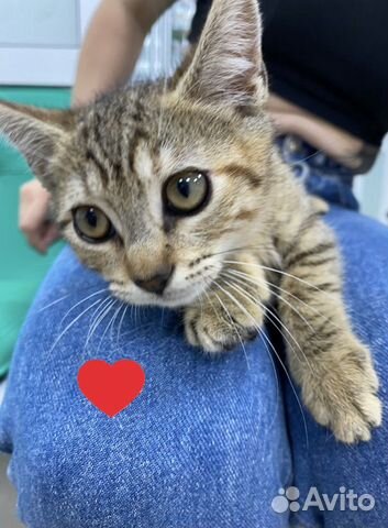 Ищет дом кошечка, 2 месяца. Скорее звоните