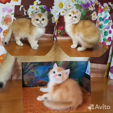 Британские Золотые котята с Изумрудными глазками
