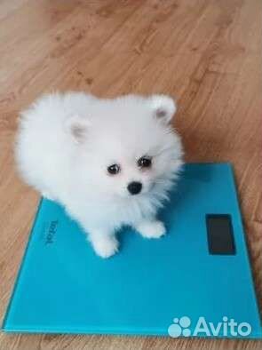 Щенки померанского шпица