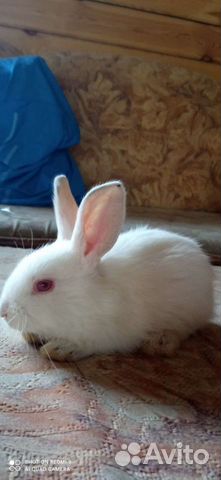 Крольчата