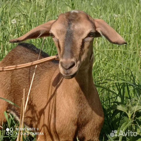 Козлята нубийцы процентные