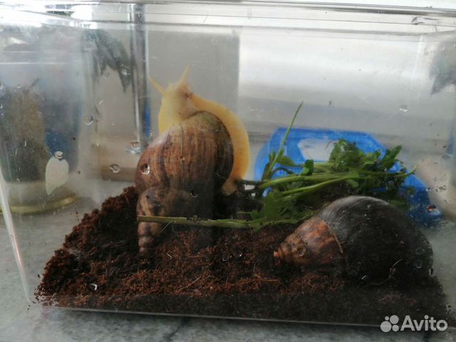 Улитки ахатины бесплатно