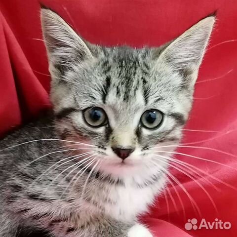Домовенок Кузя - котенок в добрые руки