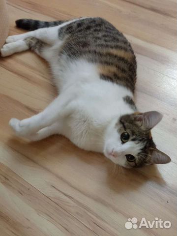 Кошка