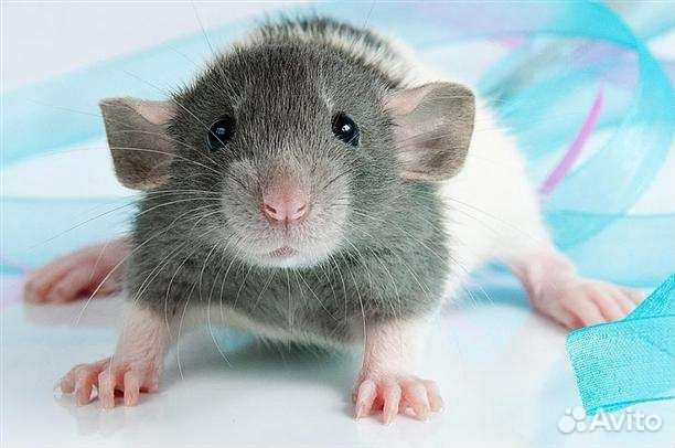 Декоративные крыски