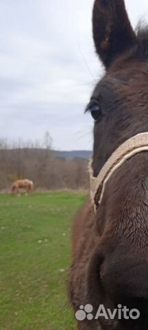 Продам жеребца породы Тори