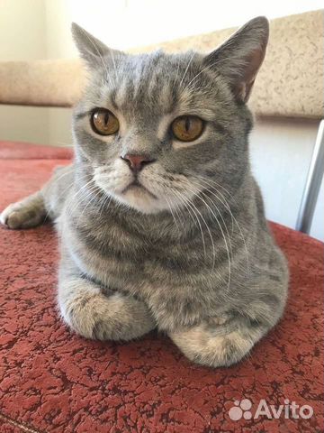 Марсик 3,5 -4 года