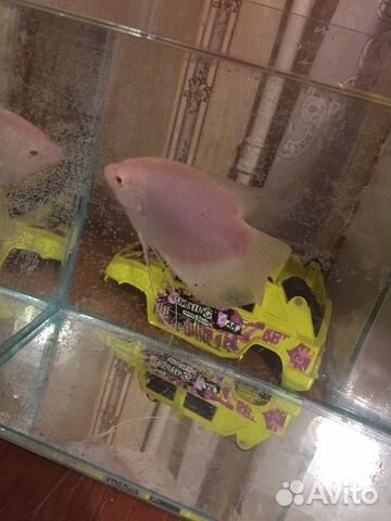 Аквариумные рыбы