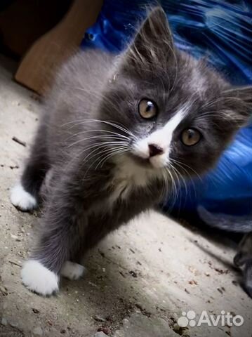 Котята в добрые руки бесплатно