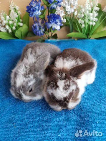 Крольчата барашки