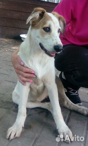 Айка ищет дом