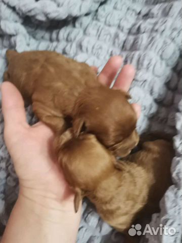 Мальтипу и кавапу