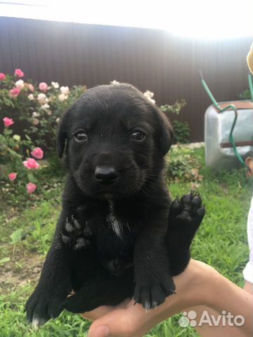 Щенки лабрадора