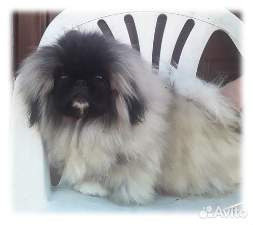 Щенок пекинеса