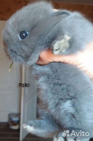 Карликовый кролик хотот