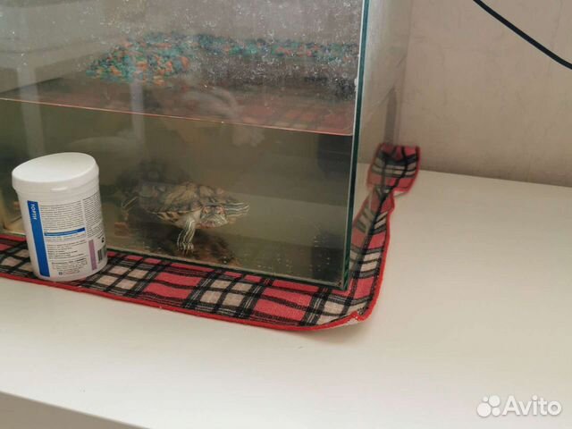 Продам двух красноухих черепах