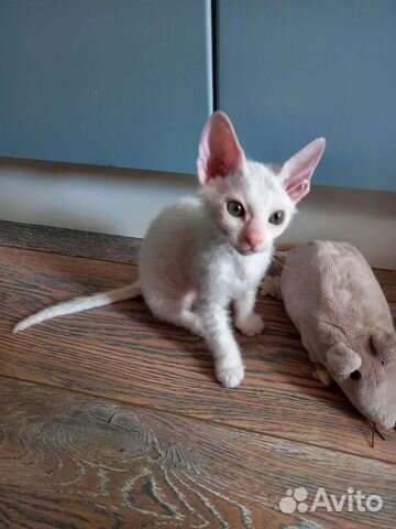 Корниш-рекс, девочка, 2 мес