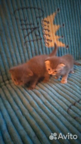 Кошка британец