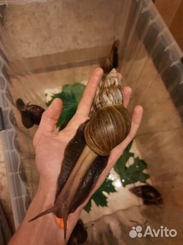 Улитка ахатин крупная