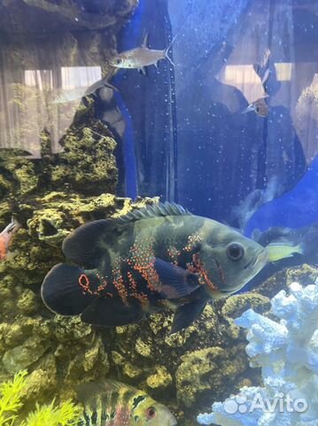 Астронотус тигровый