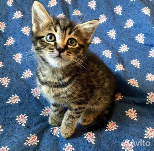 Котята мальчик и девочка 1,5 мес