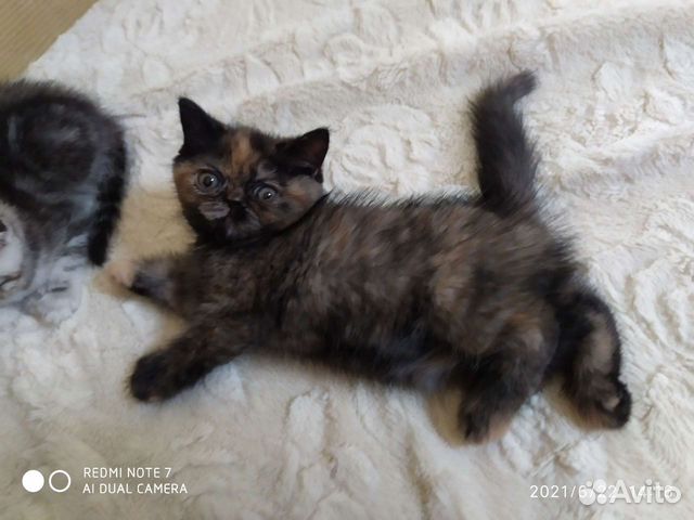 Кошки