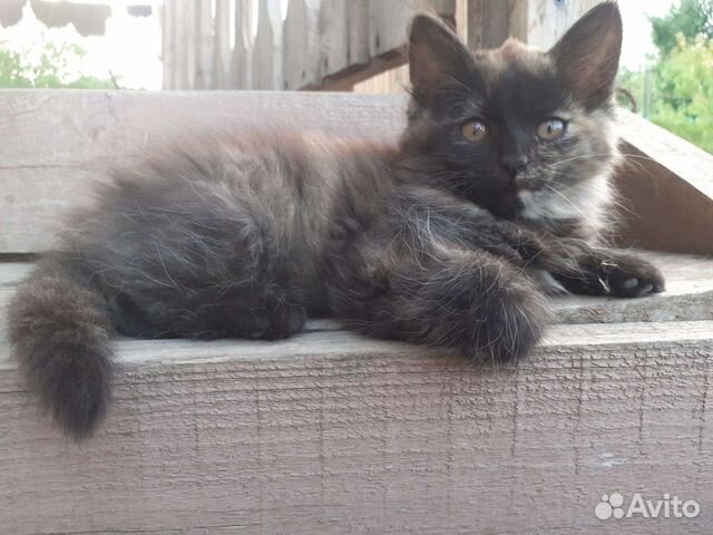 Котёнок мышелов