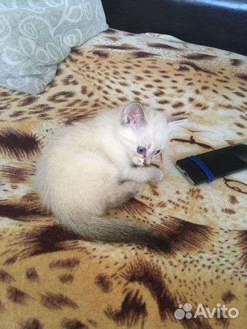 Кошки Тайская